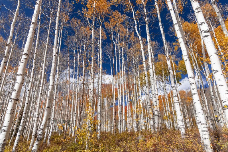 Tall Aspen Trees in Wasatch Mountains, Utah Stock Image - Image of ...