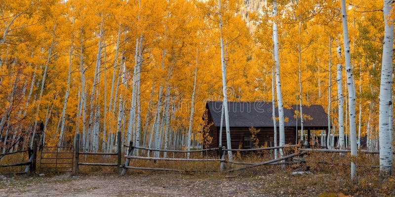 Tall Aspen Trees Around Cabin in the Wasatch Cache National Forest ...