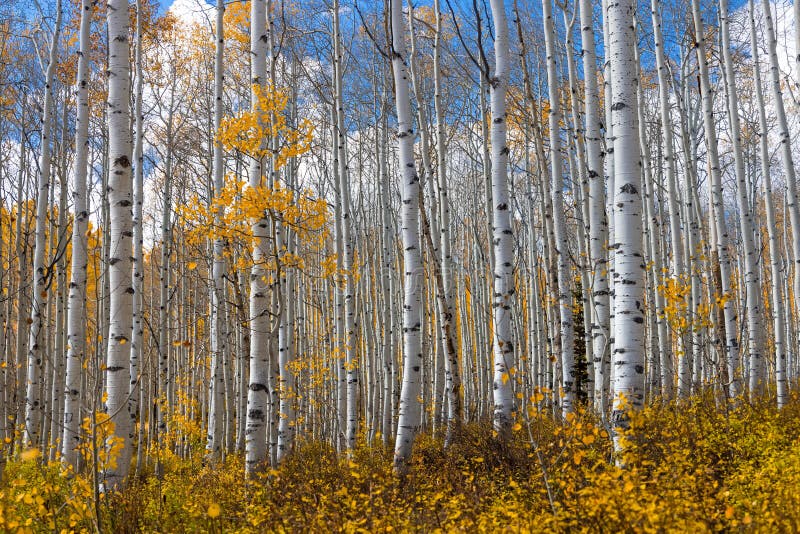 Tall Aspen Trees in Autumn Time in Wasatch Mountains Utah Stock Photo ...