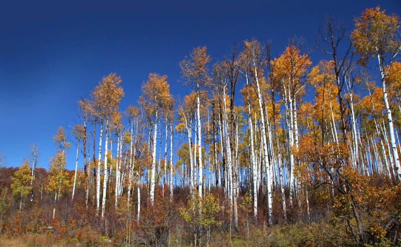 Tall aspen trees stock photo. Image of slopes, gunnison - 61178610