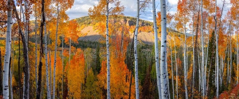 Tall Aspen Trees at Uinta Wasatch Cache National Forest in Utah Stock ...