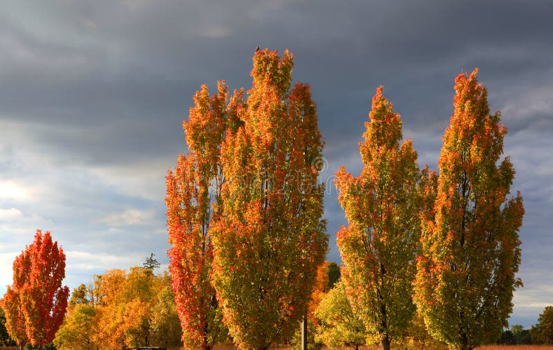 Tall Autumn Trees Hiawatha National Forest in Michigan Upper Peninsula ...