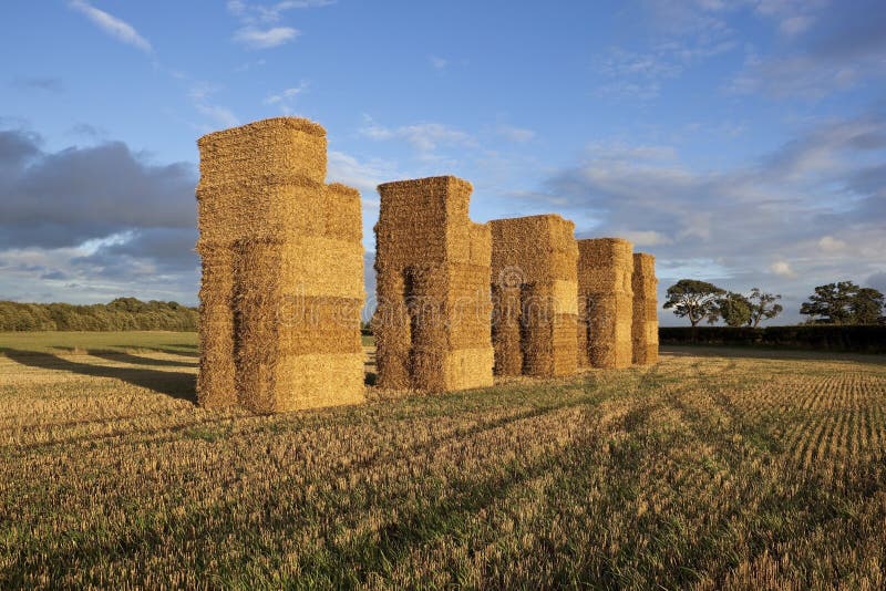 Tall Bales in Evening Light Stock Photo - Image of england, agriculture ...