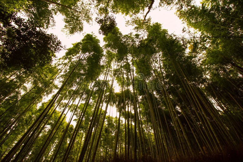 Tall Bamboo, a Bamboo Farm in Japan Forest of Kyoto, Enchanting ...