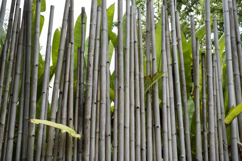 Tall Bamboo Fence with Banana Trees Behind Stock Image - Image of ...