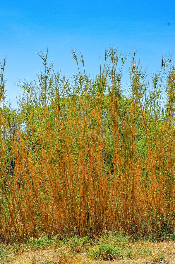 Tall Bamboo Grass, To Protect Grape Vines from Wind Stock Photo - Image ...