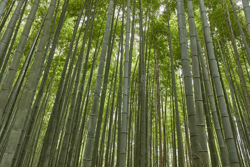 Tall Bamboo Plants stock photo. Image of park, evergreen - 130697568