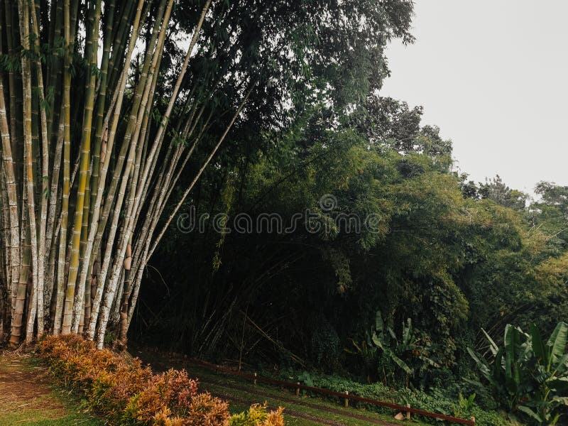 Tall Bamboo Tree in the Tropical Country the Philippines Stock Image ...