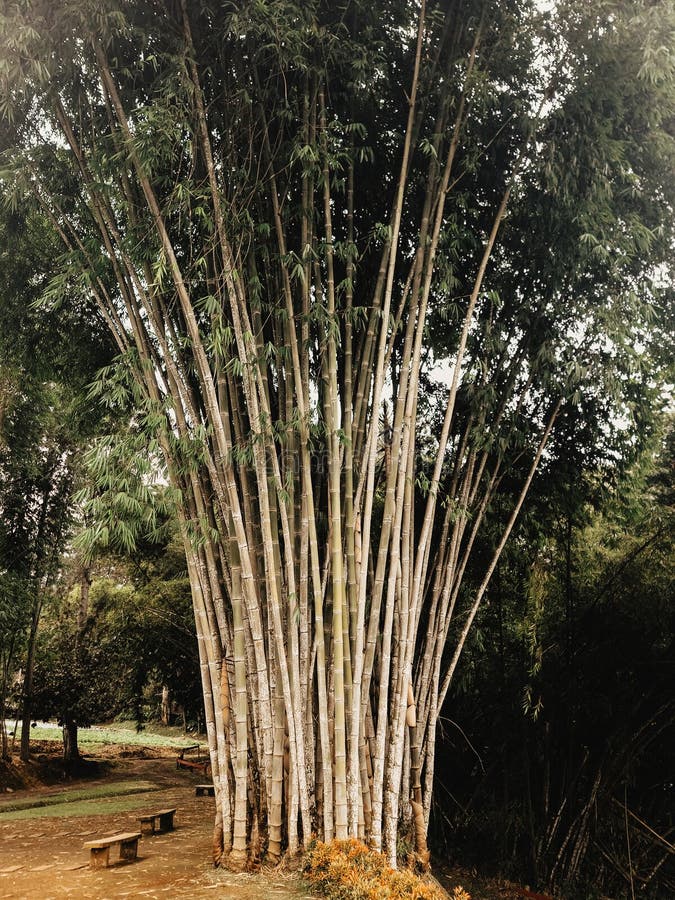Tall Bamboo Tree in the Tropical Country the Philippines Stock Photo ...