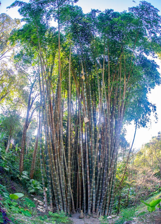Tall bamboo trees stock photo. Image of organic, outdoors - 300481342