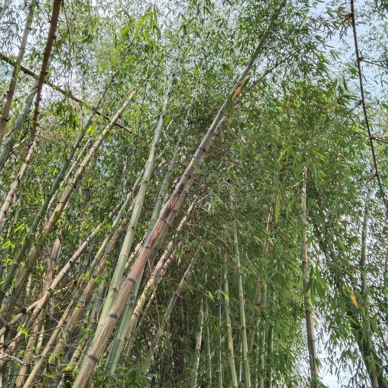 Tall Bamboo Trees and Shady Leaves Stock Image - Image of leaves ...