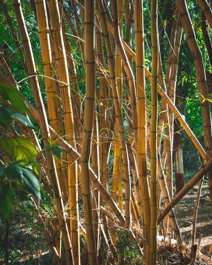 Tall Bamboo Trees in the Woods Stock Photo - Image of bamboo, outside ...