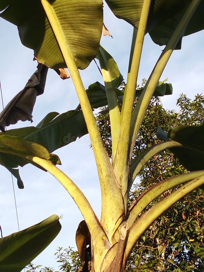 Tall Banana Tree with Broad Leaves and a Sturdy Trunk, Reaching Towards ...