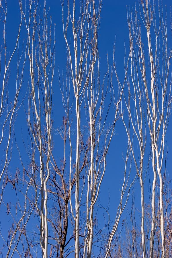 Tall, Bare Branches of a Silver Tree Stock Photo - Image of summer ...