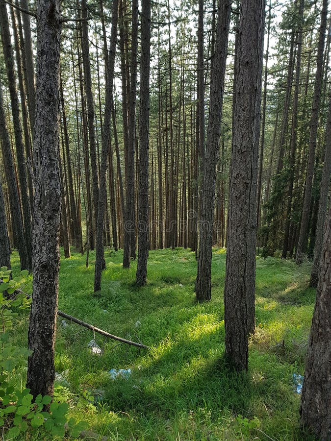 Tall Bare Coniferous Trees Sprout from the Thick Low Grass Stock Photo ...