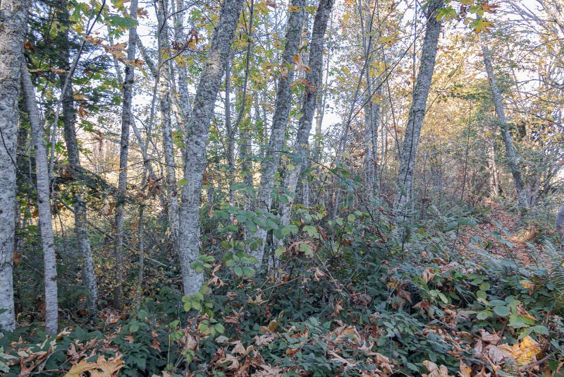 The Sun on the Forest in Late Fall Stock Photo - Image of environment ...