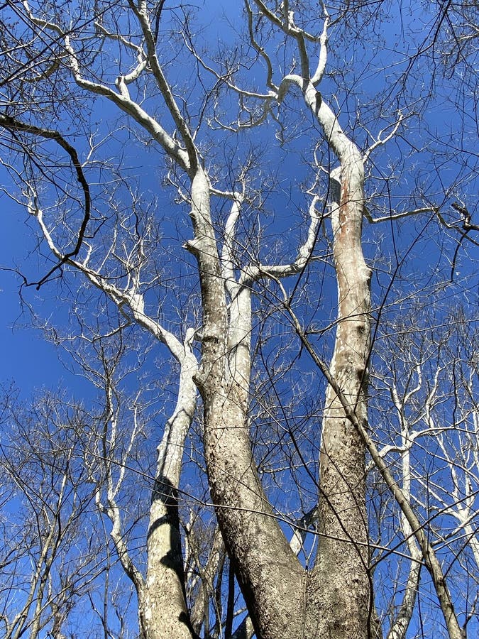 Tall Bare Tree and Blue Sky in March in the Forest Stock Photo - Image ...