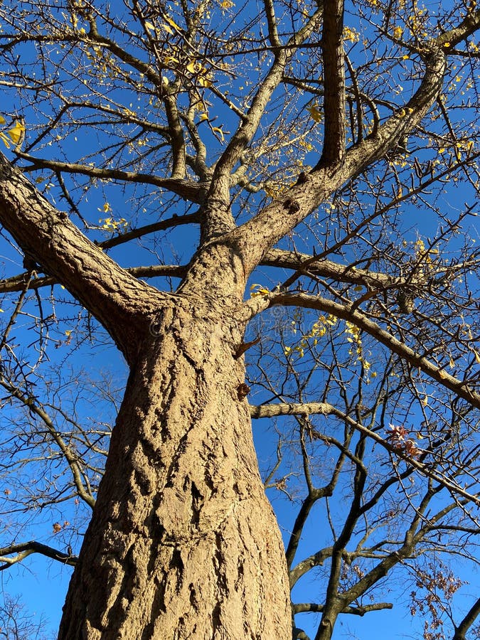 Tree Near A Lake-Black And White Photo-Vertical Picture. Image: 5433525