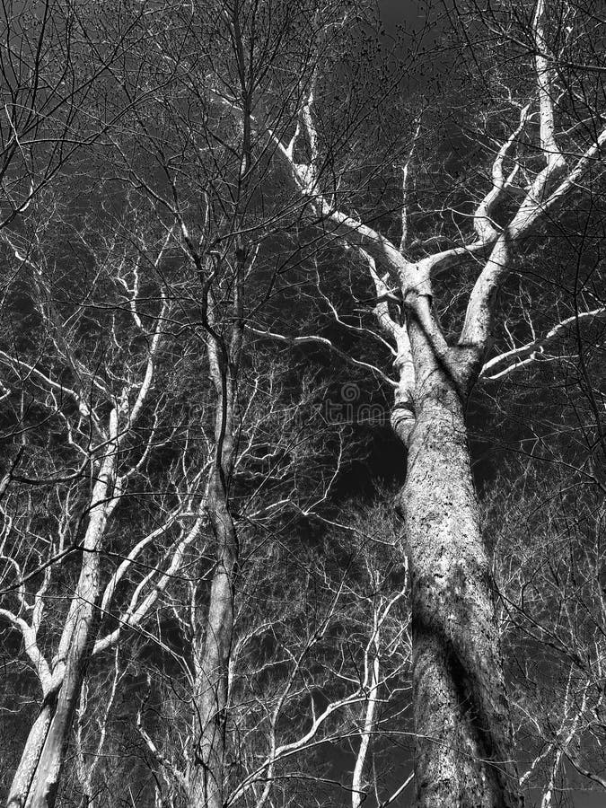Tall Bare Tree in the Forest in March Stock Photo - Image of tree, tall ...