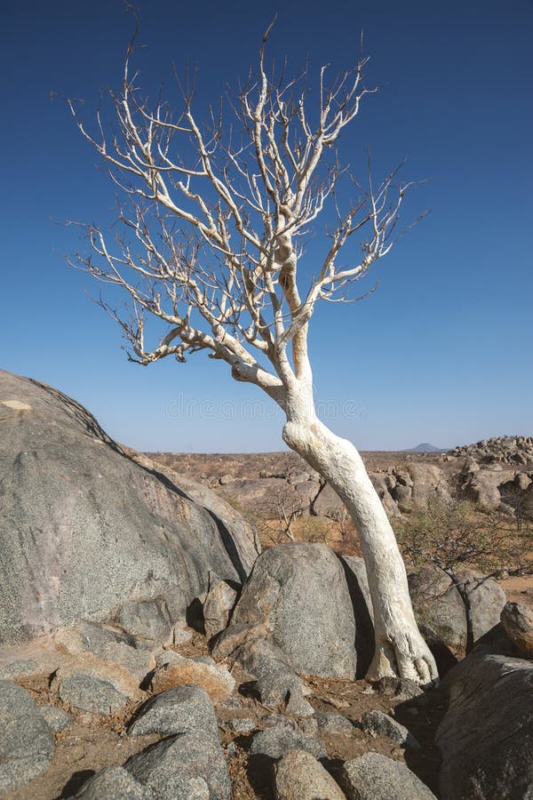Bare desert tree stock image. Image of rocks, sunny - 277881167