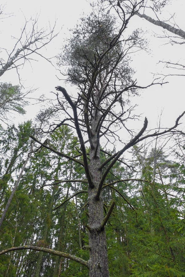 .a Tall, Bare Tree with Sparse Branches, Topped with a Small Cluster of ...