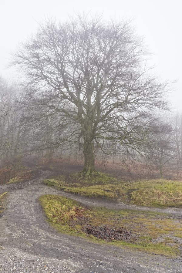 Tall Bare Tree in the Mist at Black Rock Park in Cromford, Derbyshire ...