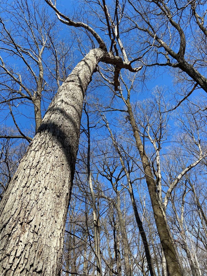 Tall Bare Tree in Winter in March Stock Image - Image of winter, forest ...