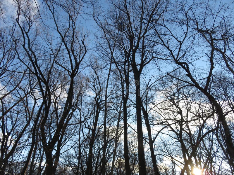 Tall Bare Winter Trees in January with Blue Sky Stock Image - Image of ...