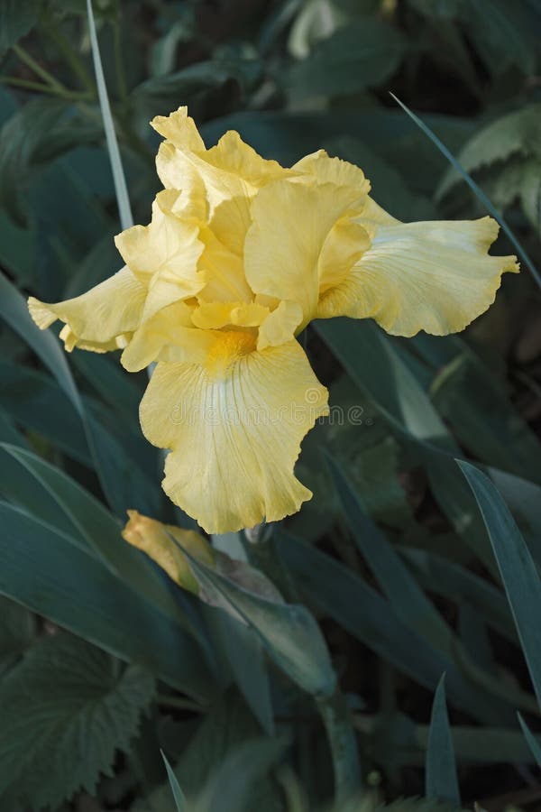 Tall Bearded German Iris Flower Stock Image - Image of flower, nature ...