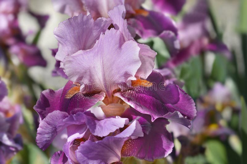 Tall Bearded Iris Camelot Rose Stock Image - Image of close, outdoors ...