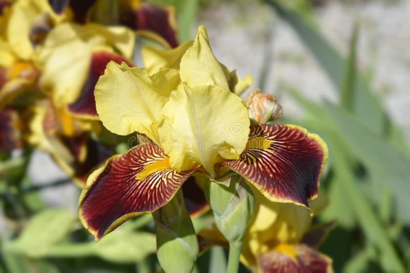 Tall Bearded Iris High Command Stock Image - Image of botany, outdoors ...