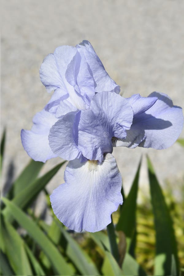 Tall Bearded Iris Jane Phillips Stock Image - Image of bearded, jane ...
