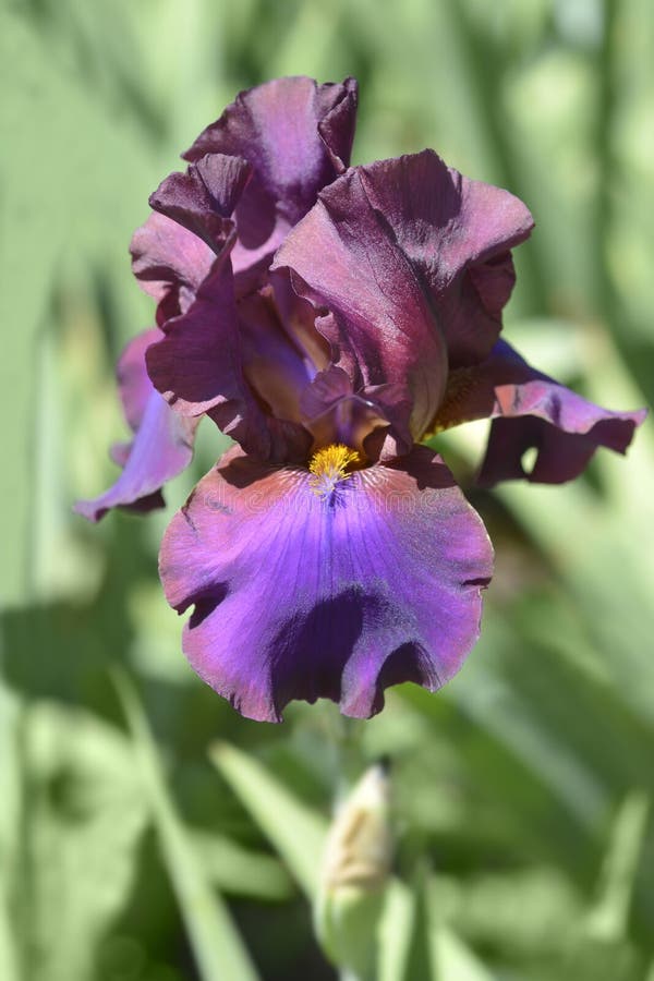 Tall bearded iris Pagan stock image. Image of plant - 259350831