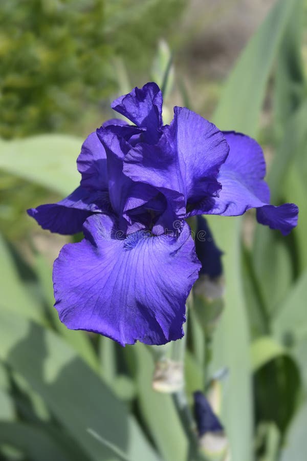 Tall Bearded Iris Royal Regency Stock Photo - Image of blue, barbata ...