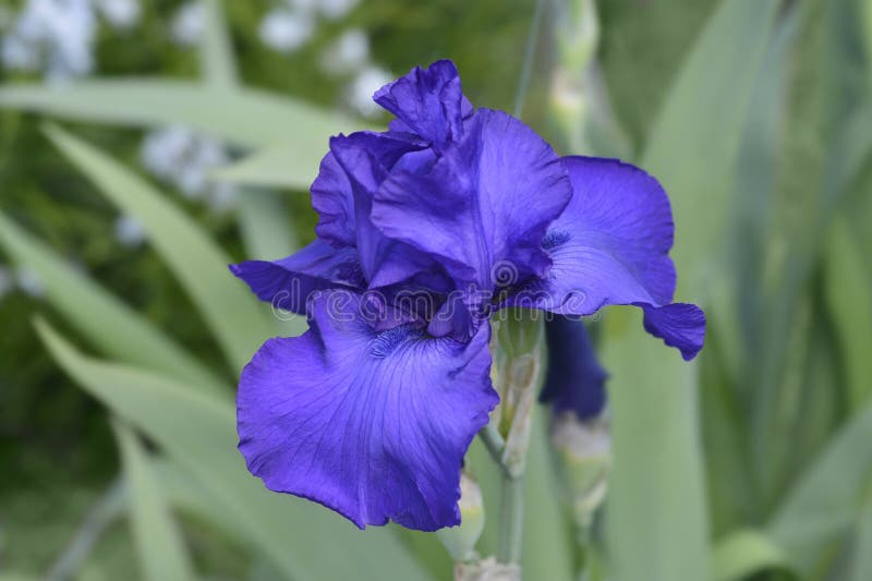 Tall Bearded Iris Celtic Tartan Stock Image - Image of botany, garden ...