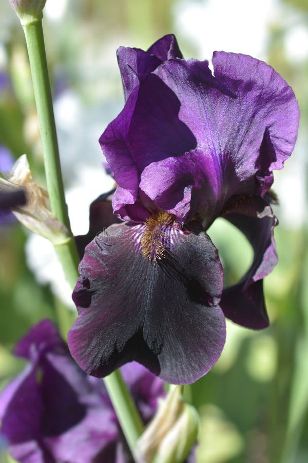Tall Bearded Iris Sable Night Stock Image - Image of tall, iris: 256022227