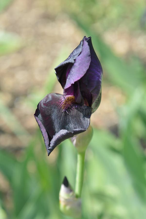 Tall Bearded Iris Sable Night Stock Photo - Image of purple, green ...