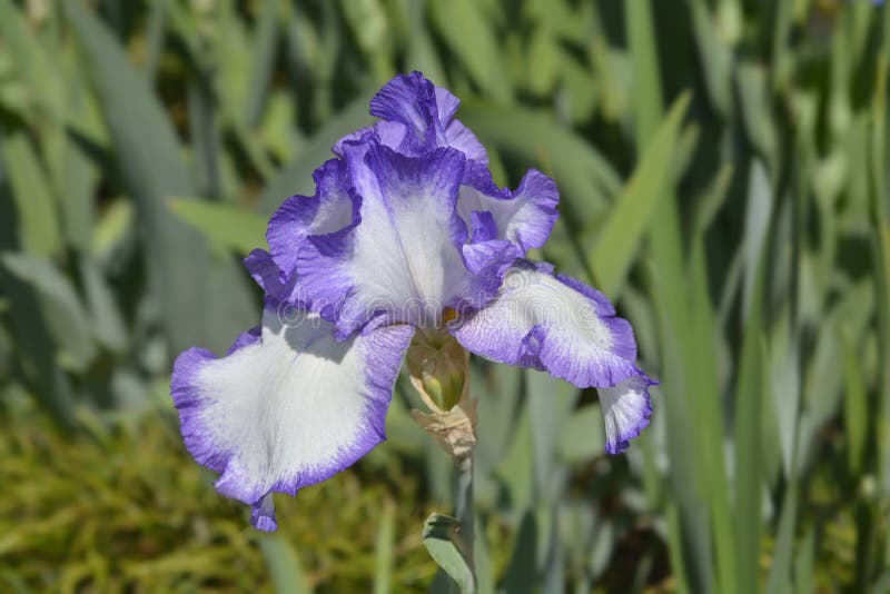 Tall Bearded Iris Space Odyssey Stock Image - Image of green, spring ...