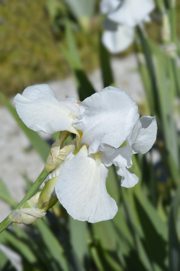 Tall Bearded Iris Tranquility Stock Photo - Image of outdoors, green ...