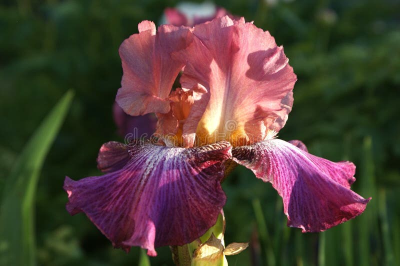 Tall Bearded Iris `Brazen Beauty` after the Rain Stock Image - Image of ...