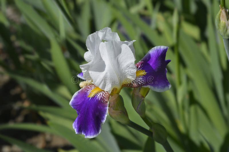 Tall bearded iris Wabash stock photo. Image of flower - 396857208