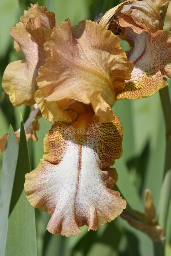 Tall Bearded Iris Wild Ginger Stock Image - Image of tall, garden ...