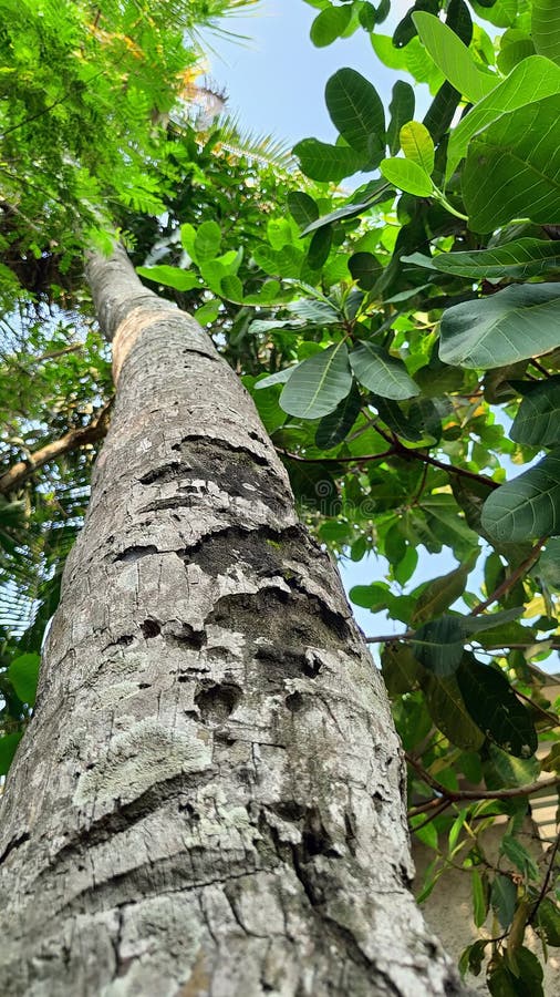 Tall Beautiful Coconut Trees Stock Photo - Image of coconut, flower ...
