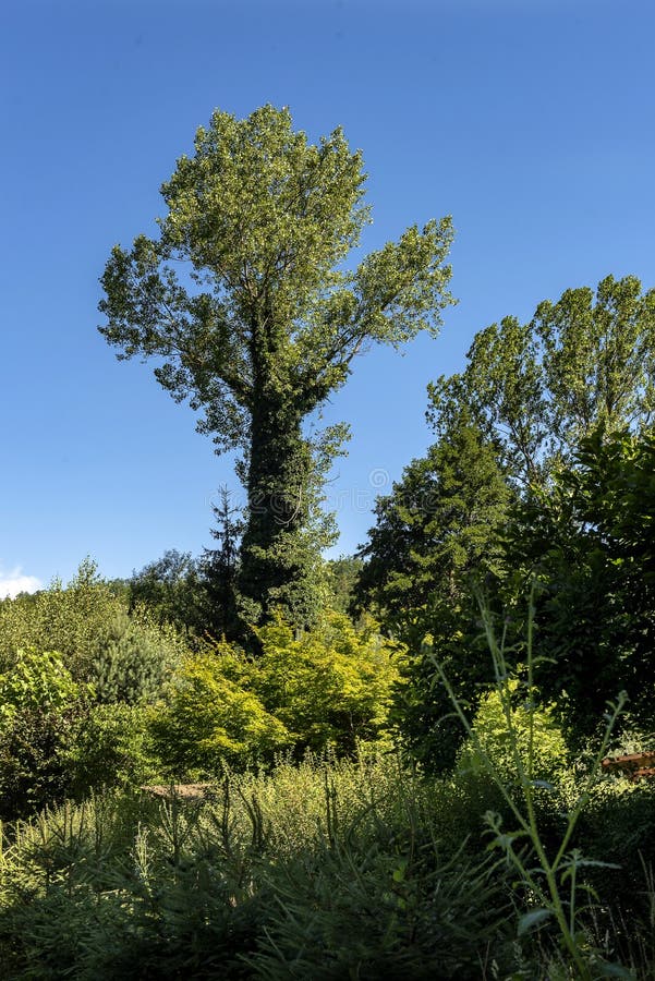 A Tall, Beautiful Tree with Green Leaves and a Huge Trunk Growing on a ...