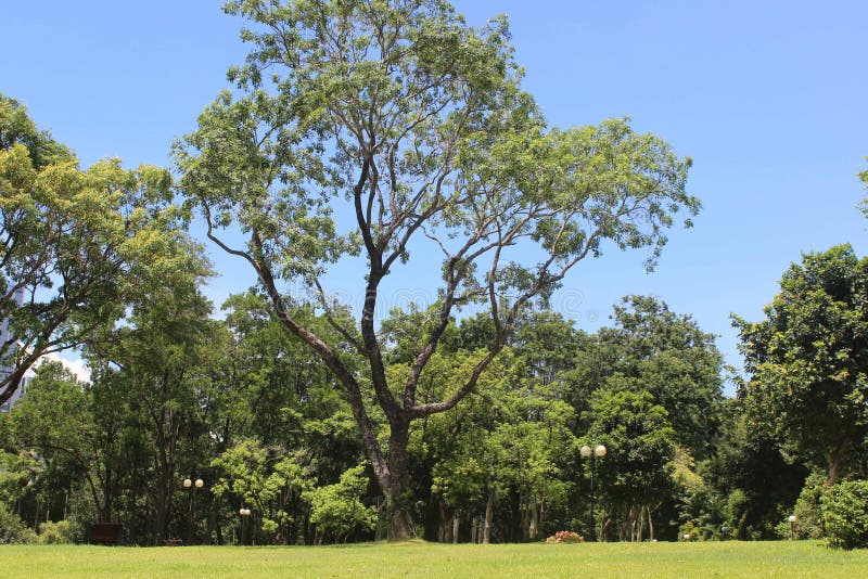 Tall Beautiful Tree in a Green Park Stock Image - Image of season ...