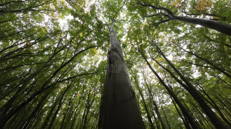 Tall Beech Tree, Bottom View, Rotating Around it Stock Footage - Video ...
