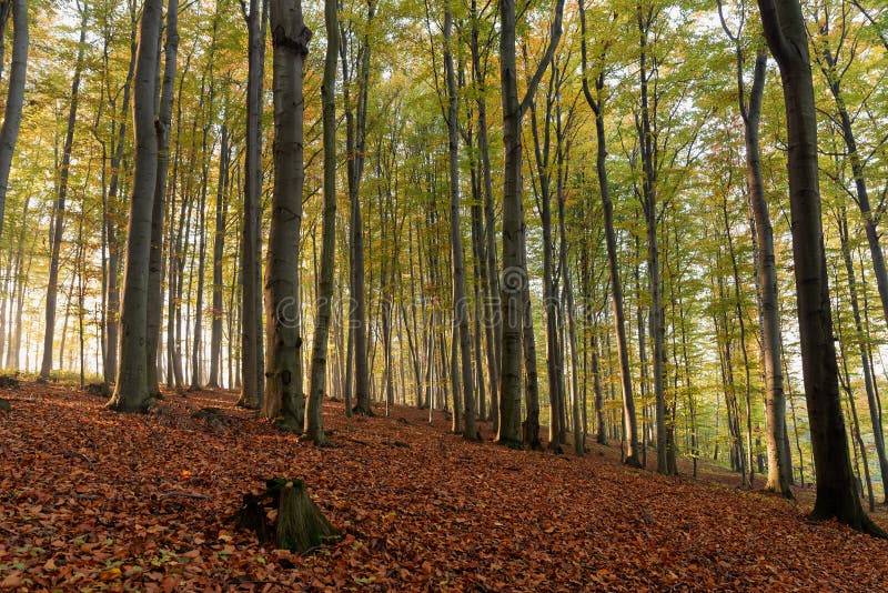 Beautiful Old Autumn Beech Forest on a Misty Autumn Morning with Sun ...