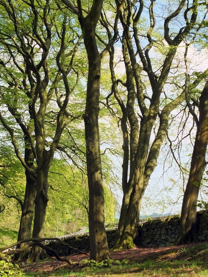 Tall Beech Trees Standing in Front of an Old Stone Wall with Bright ...