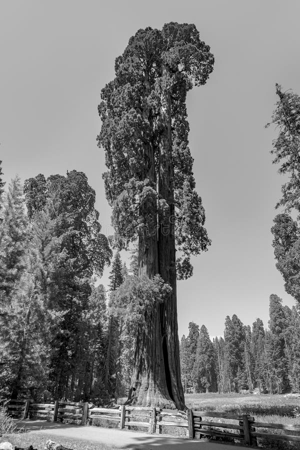 Tall and Big Sequoias in Sequoia National Park Stock Image - Image of ...