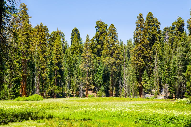 Tall and Big Sequoias in Sequoia National Park Stock Photo - Image of ...